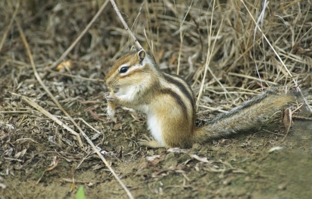 Trapping Chipmunks - How To Do It Yourself