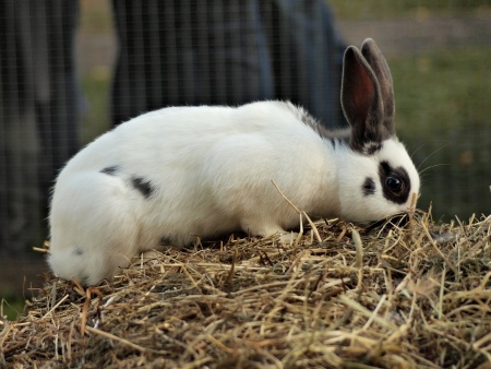 Facts About Rabbits - Wild And Domestic Behavior
