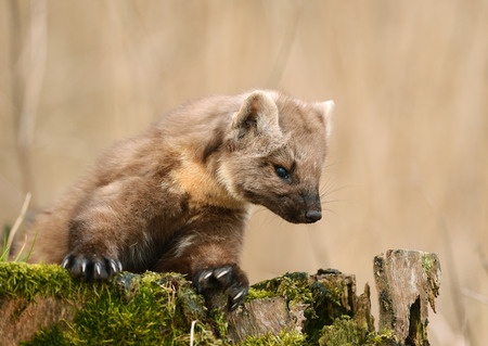 Marten Trapping - The Best Way To Trap One