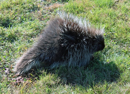 Trapping Porcupines - What's The Best Way?
