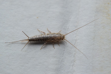 Do Silverfish Bite? - Pest Control Facts