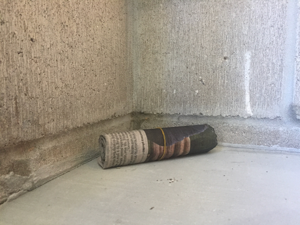 Homemade Earwig Trap - The Best Way To Get Rid Of Them