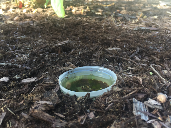 Homemade Earwig Trap - The Best Way To Get Rid Of Them