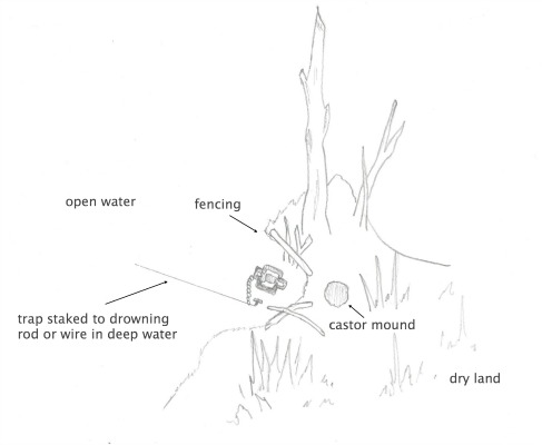 Beaver Trapping Sets - Which Ones Work The Best?