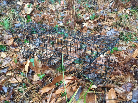 Muskrat Colony Trap - How To Set One