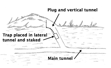 Trapping Pocket Gophers - How To Get Rid Of Them
