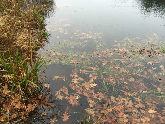 Muskrat Trapping - Best Sets And Techniques