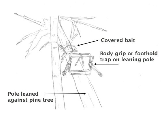 Marten Trapping - The Best Way To Trap One