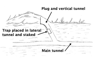Trapping Pocket Gophers - How To Get Rid Of Them