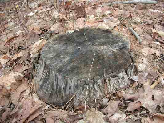 Setting A Rabbit Snare - An Easy Rabbit Trap