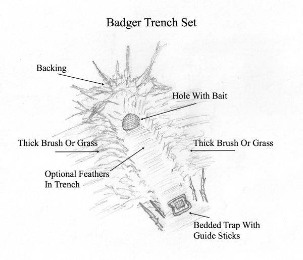 Trapping Badgers - Best Sets And Bait