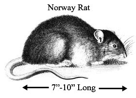 Facts About Rats - Norway Rats vs. Roof Rats