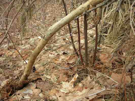 Setting A Rabbit Snare - An Easy Rabbit Trap